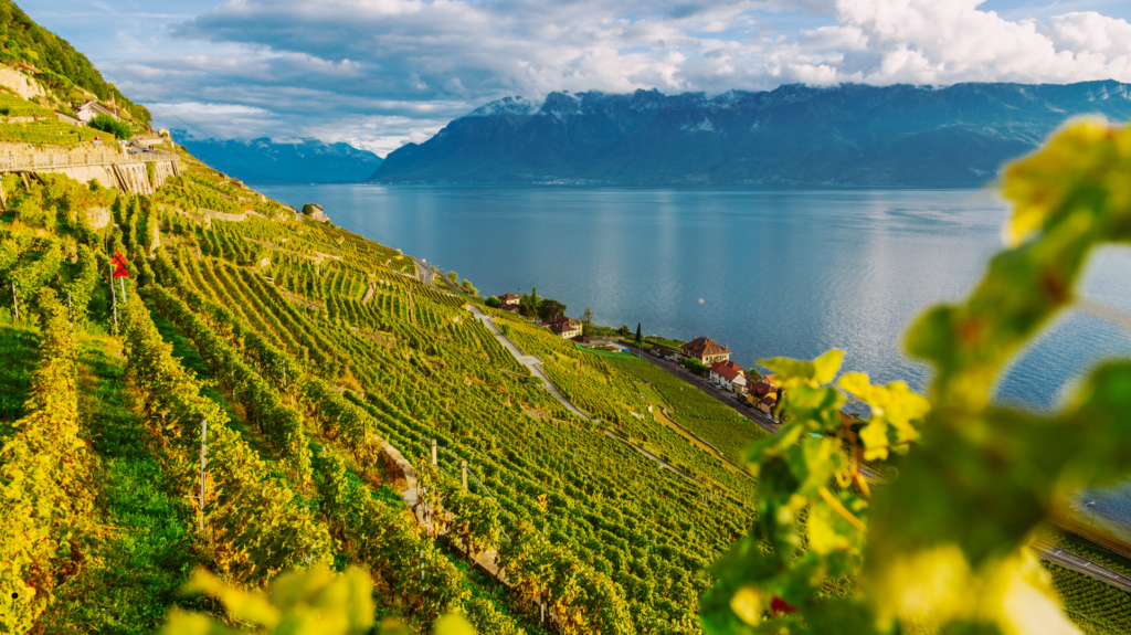Rhone Valley Tour - Vintage Wine And Travel